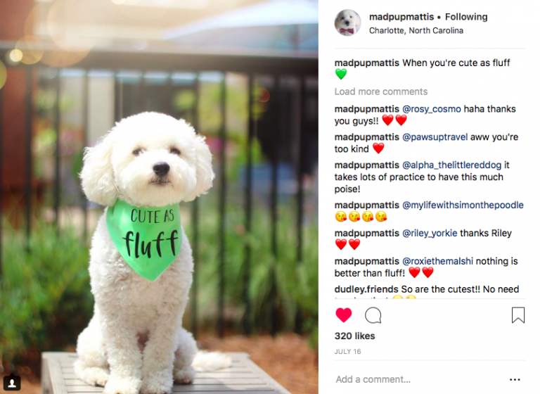 How to Create A Successful Instagram Account For Your Dog